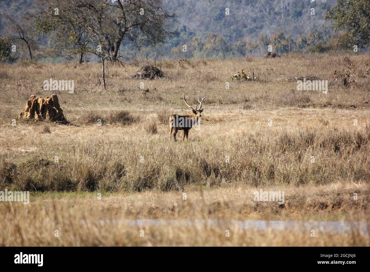 Male Barasingha, aka swamp deer, in grassland in the Kanha National ...