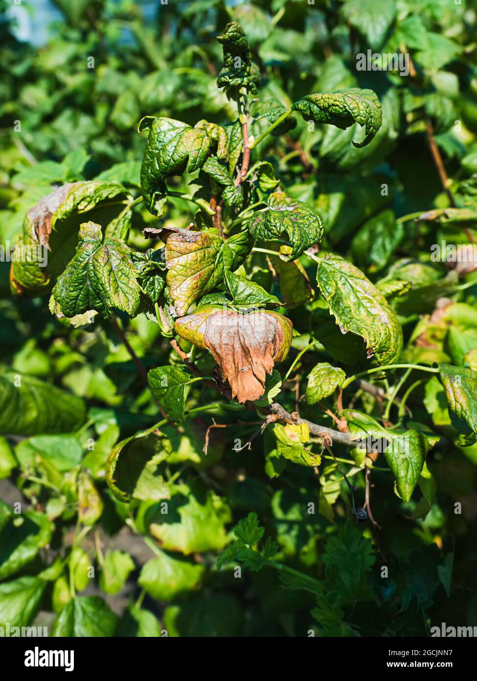 Black currant diseases. Diseases and pests of berry bushes. Curled ...