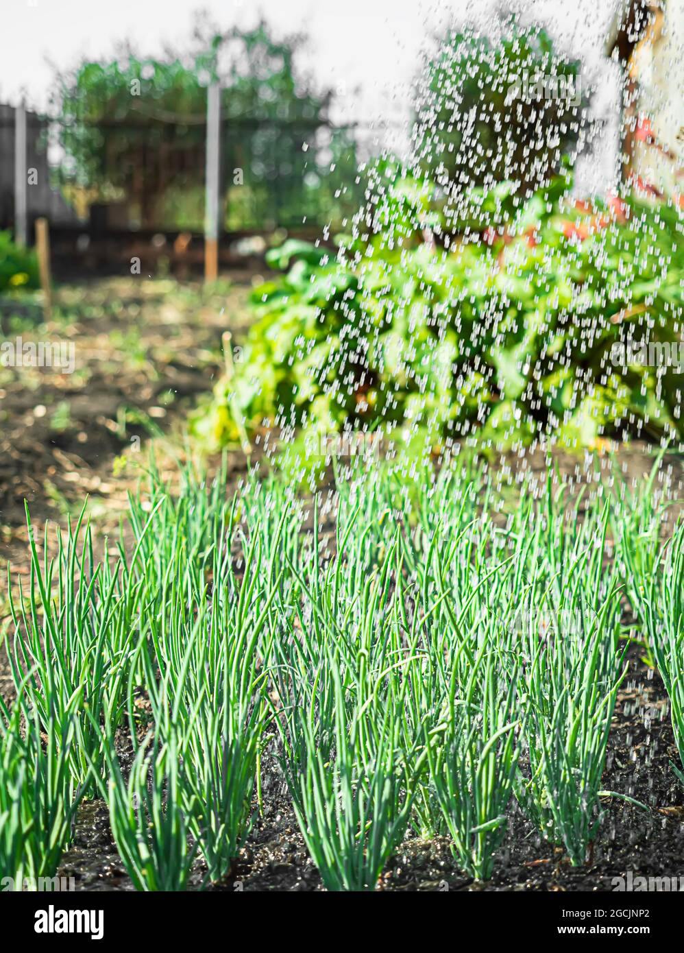 Growing green onions in water hi-res stock photography and images - Alamy