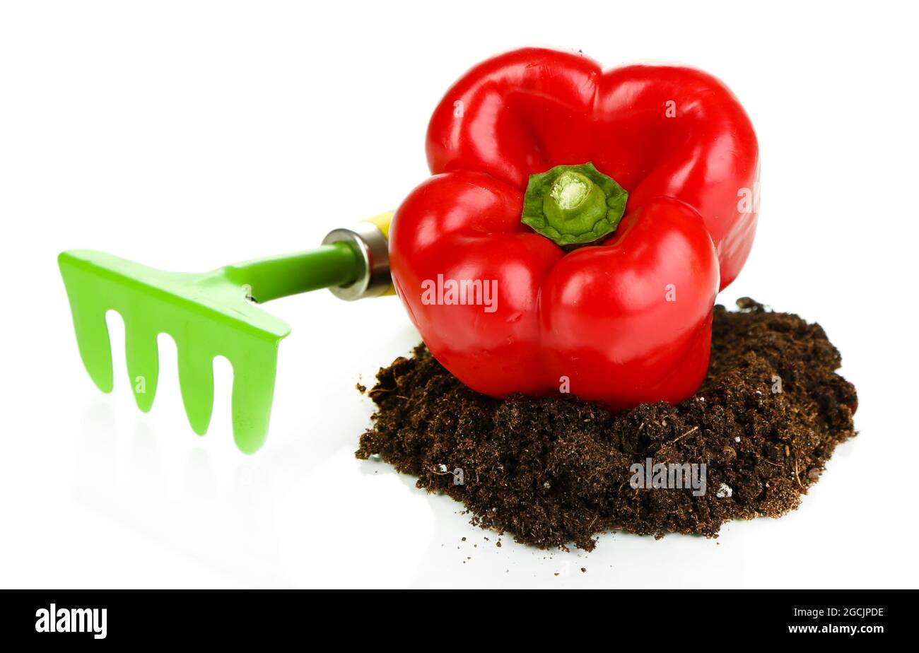 Red pepper with ground isolated on white Stock Photo - Alamy