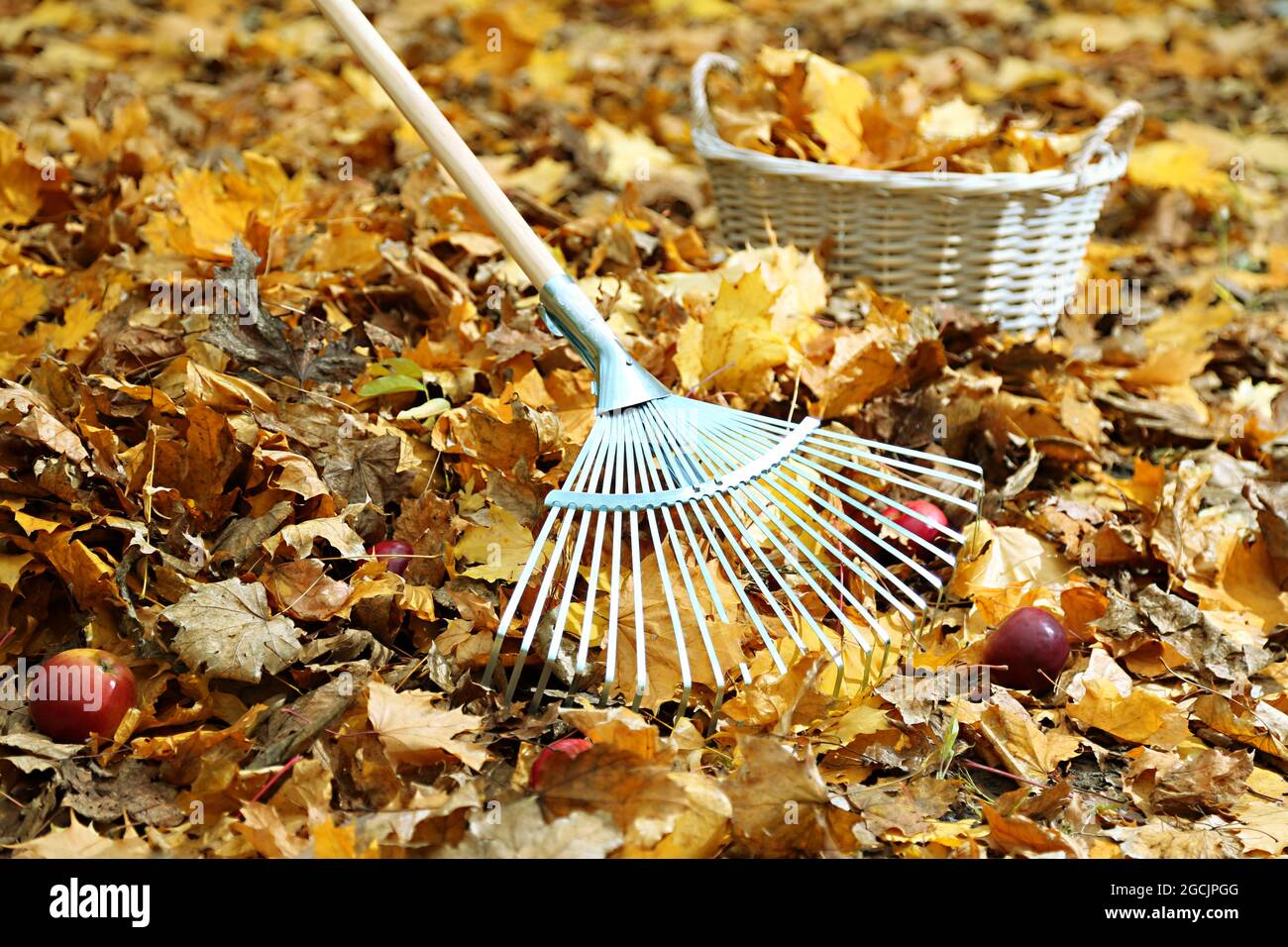 Cleaning of autumn leaves in park Stock Photo - Alamy
