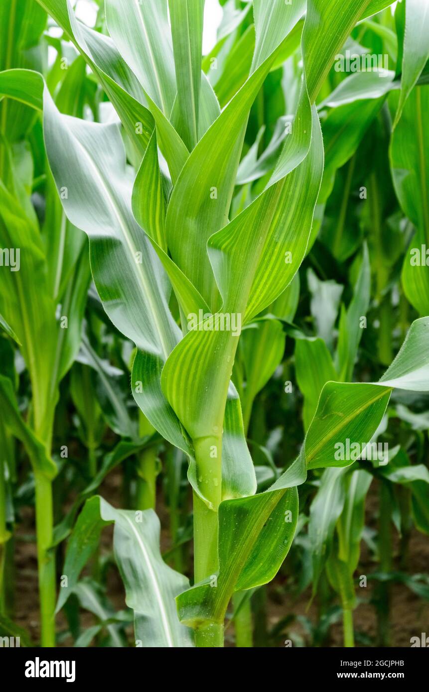 Corn stalks, young green maize plants (Zea mays) growing in an ...