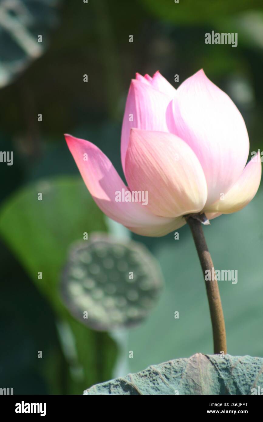 Vertical shot of blooming pink lotus flower - great for wallpaper Stock ...