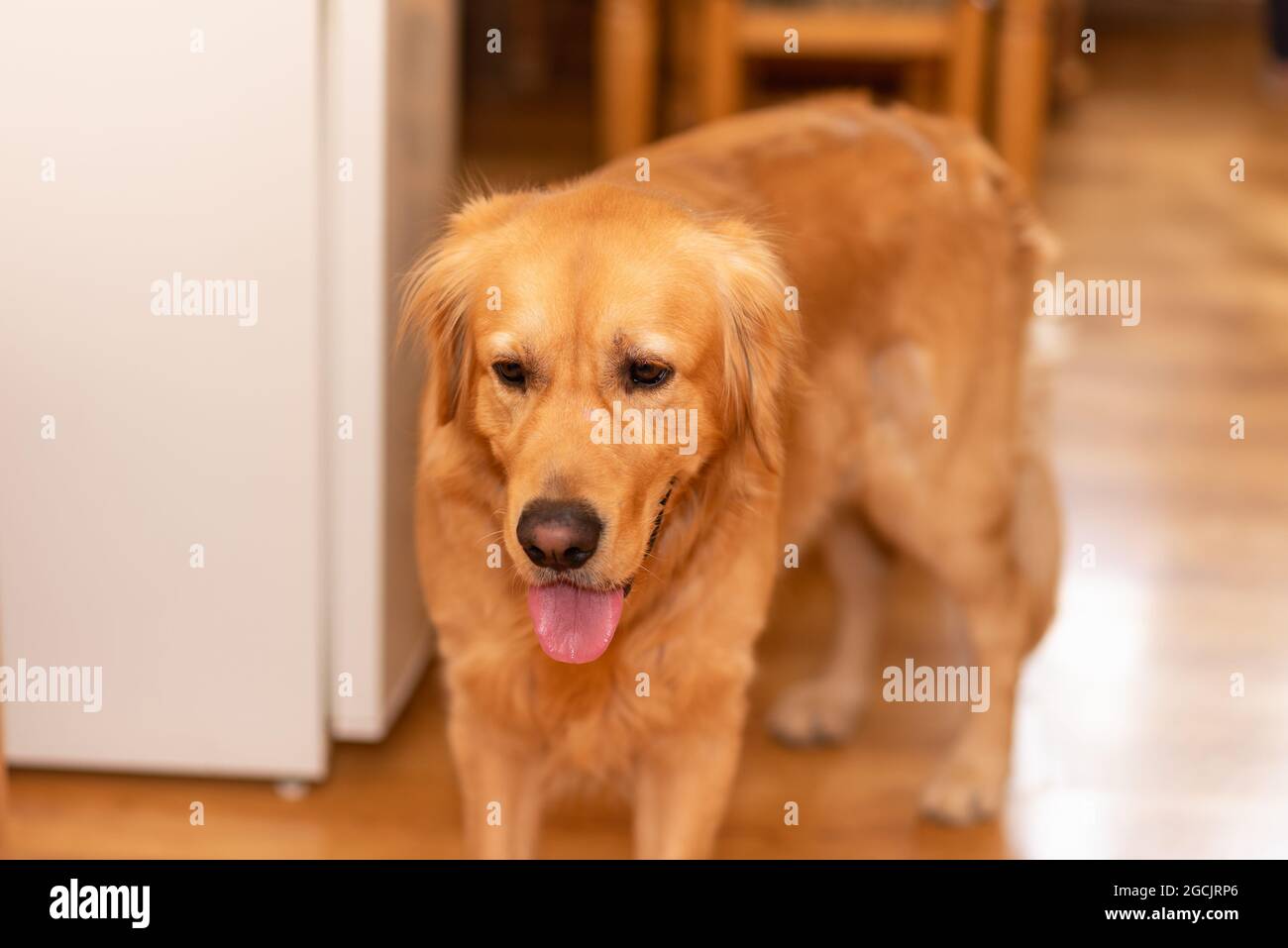 Golden Labrador Retriever bored on a wooden floor in the kitchen ...