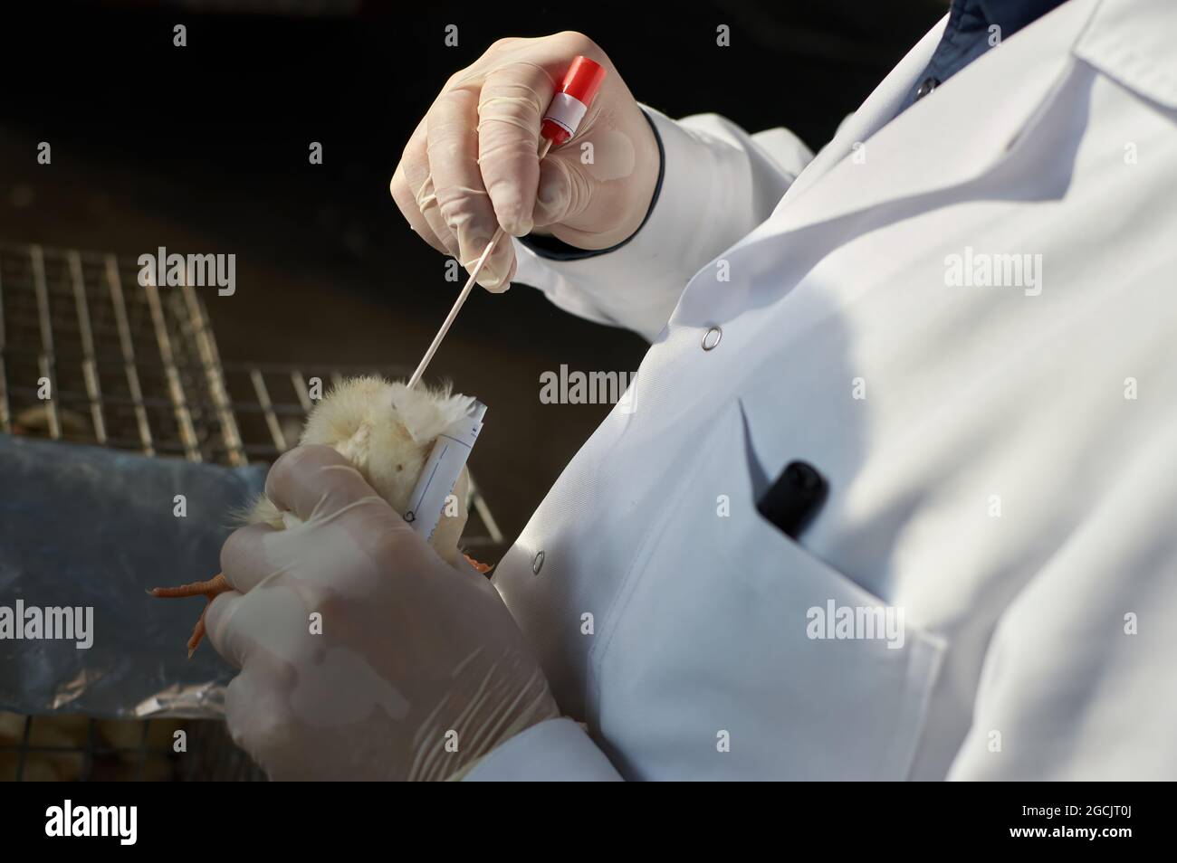 cloacal swab from day old backyard chicks by veterinarian Stock Photo ...