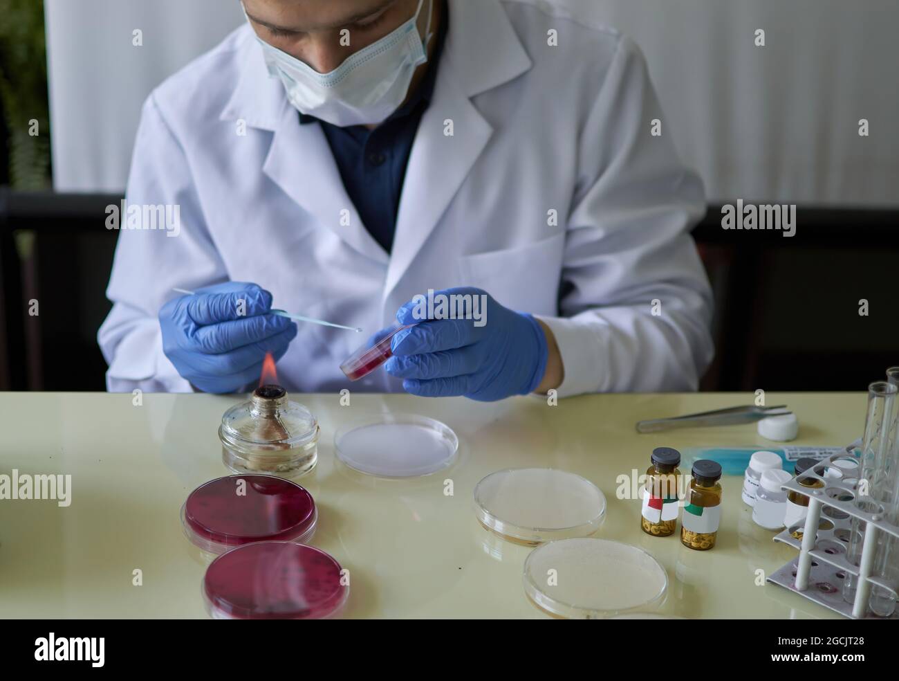 scientist pick-up single colony of bacteria from agar plate disposable ...
