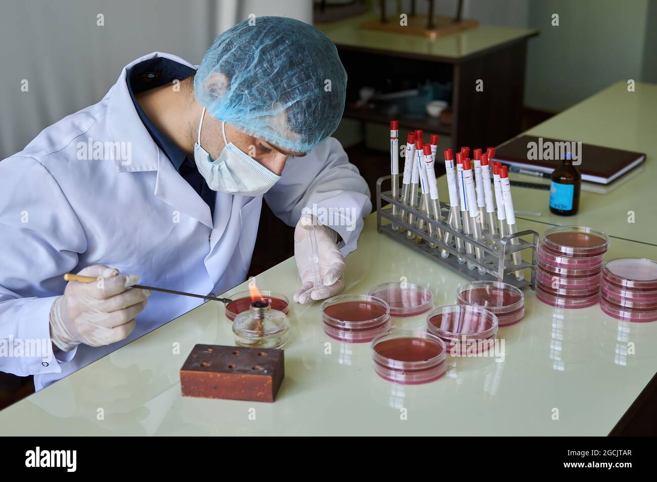 Student researcher makes bacteriological inoculation in a petri dish ...