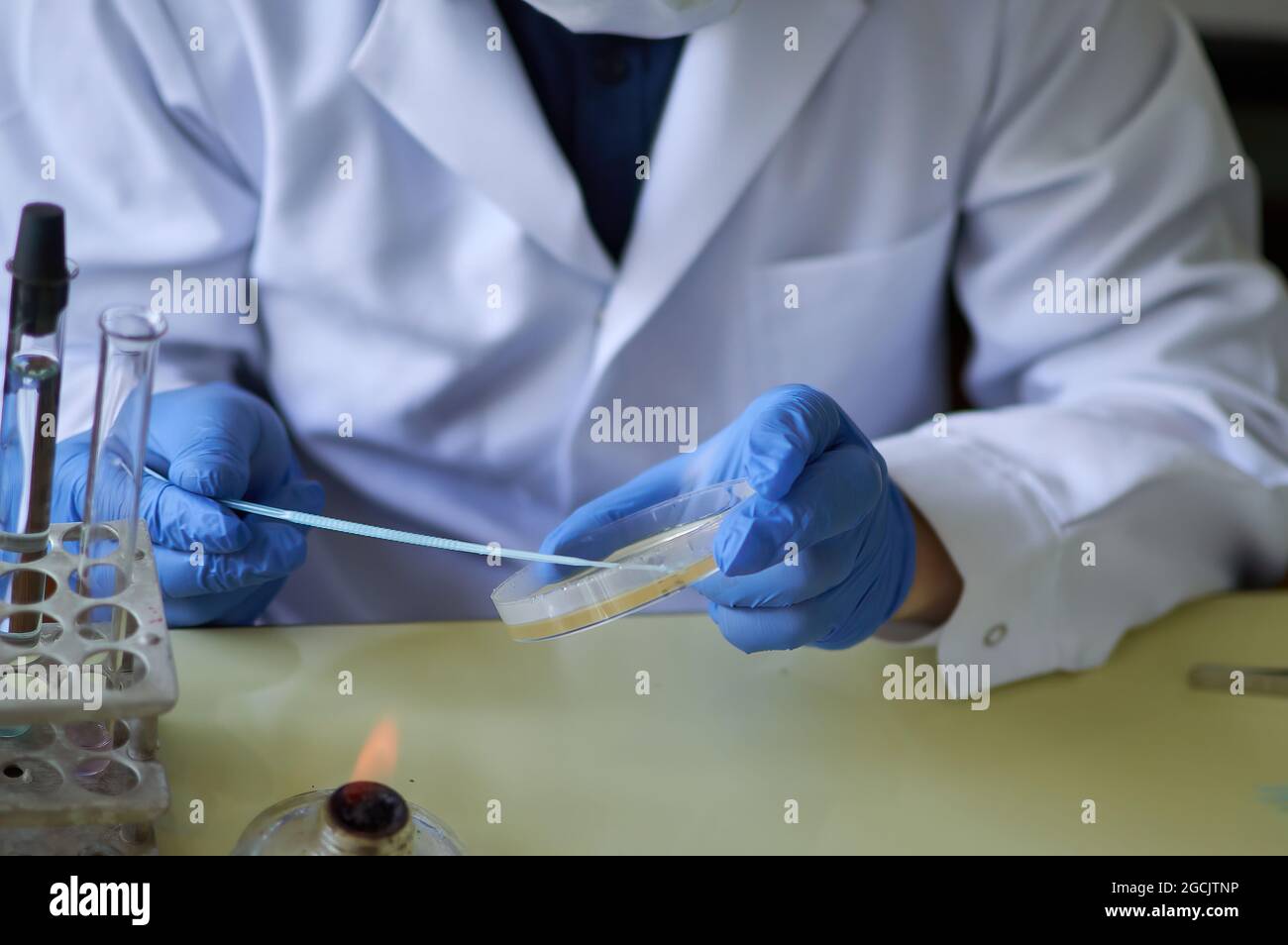 The laboratory scientist makes bacteriological inoculation in a petri ...