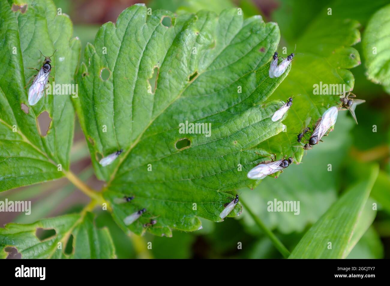 Insects crawling on the damaged, eaten strawberry leaves, in the garden ...