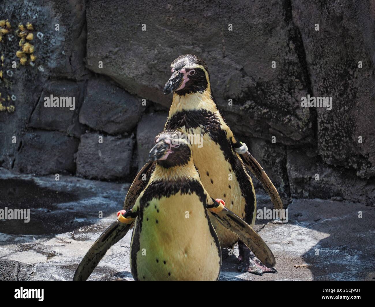 African american penguin in zoo hi-res stock photography and images - Alamy