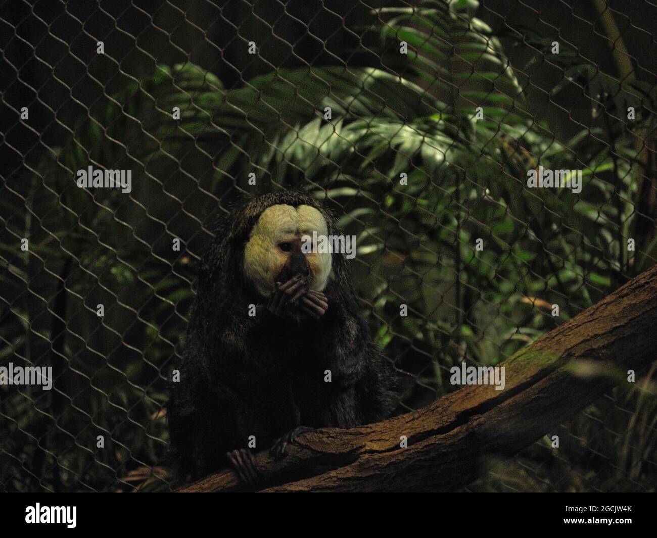 Black and white saki monkey sitting on a branch in a zoo in Kansas City ...