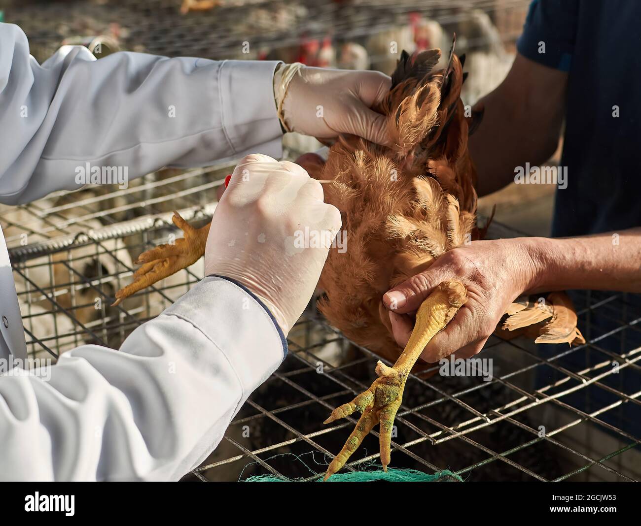 Cloacal swab collected from backyard poultry by veterinarian Stock ...