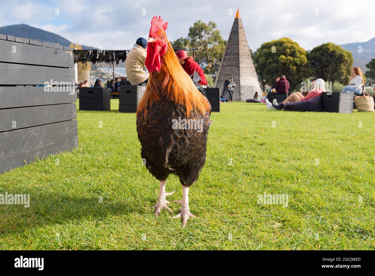A Rooster wanders around the lawns of the open air barbeque and food ...