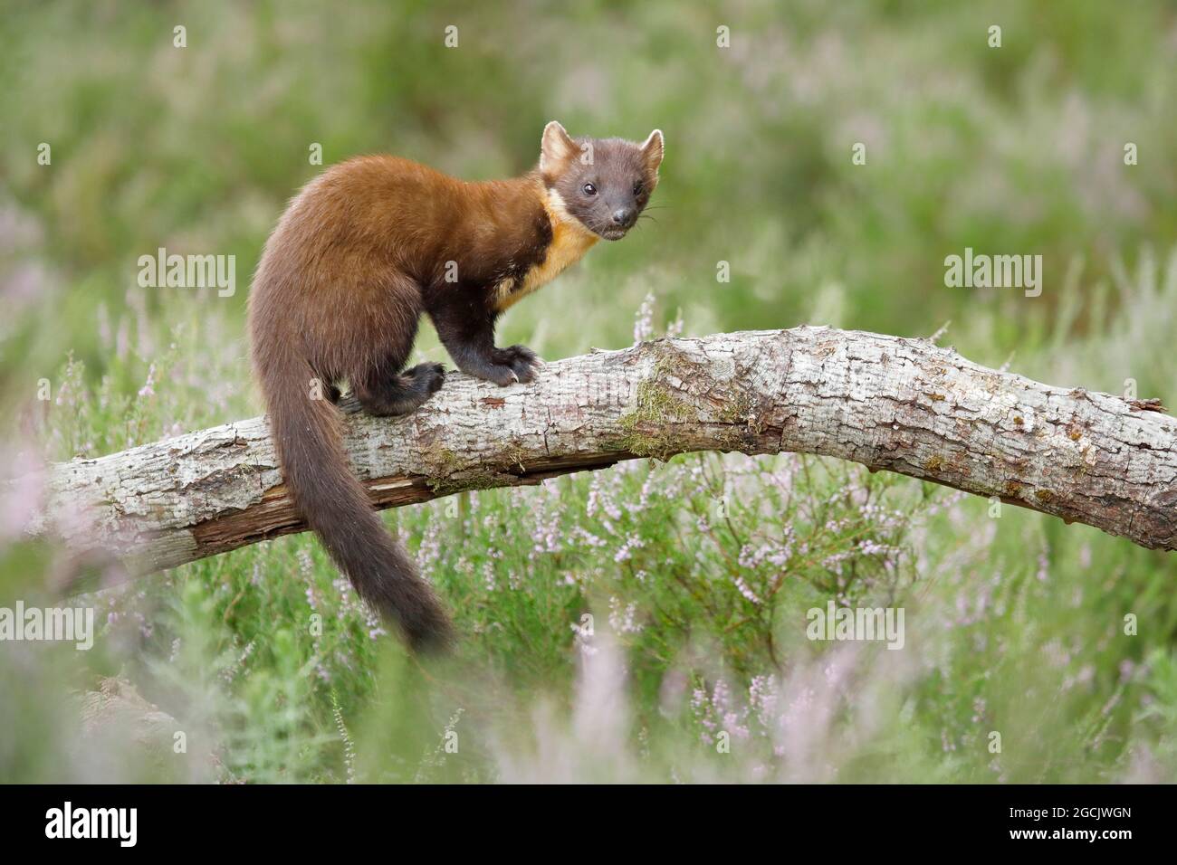 Baum marten hi-res stock photography and images - Alamy