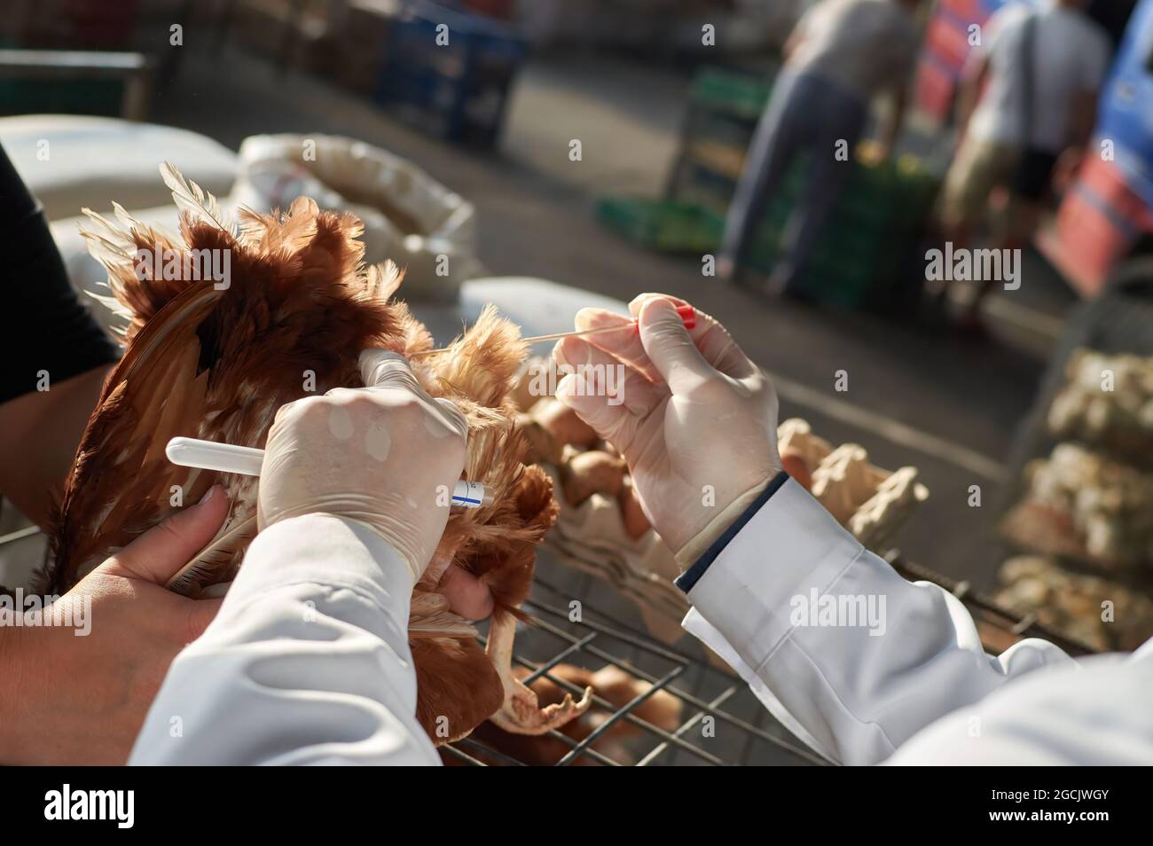 performing cloacal swab from backyard poultry by veterinarian Stock ...