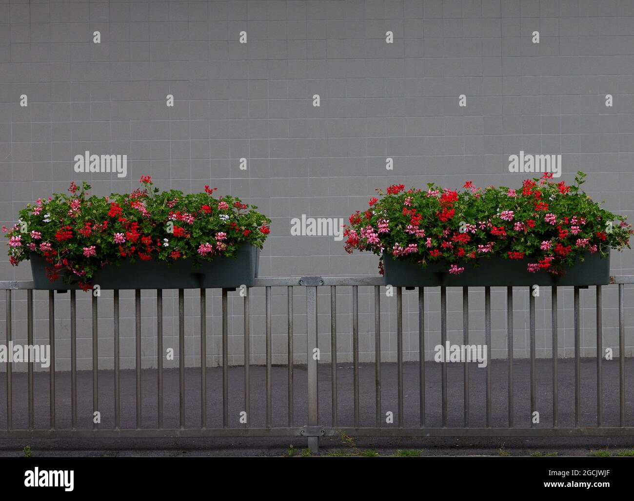 Display of red and pink trailing graniums seen in Bognor Regis Stock ...