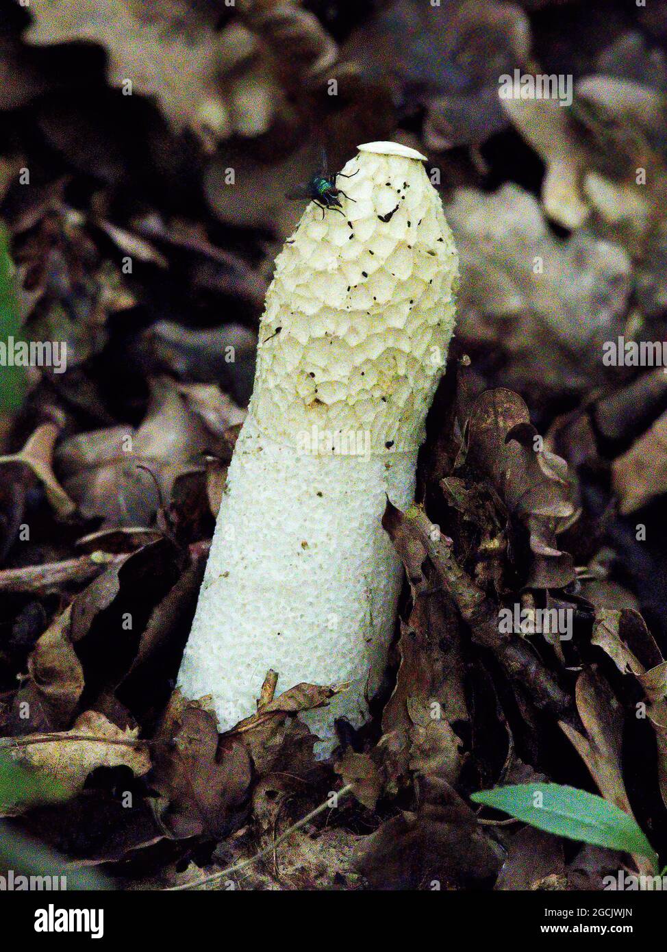 Common stinkhorn, Phallus impudicus Stock Photo - Alamy