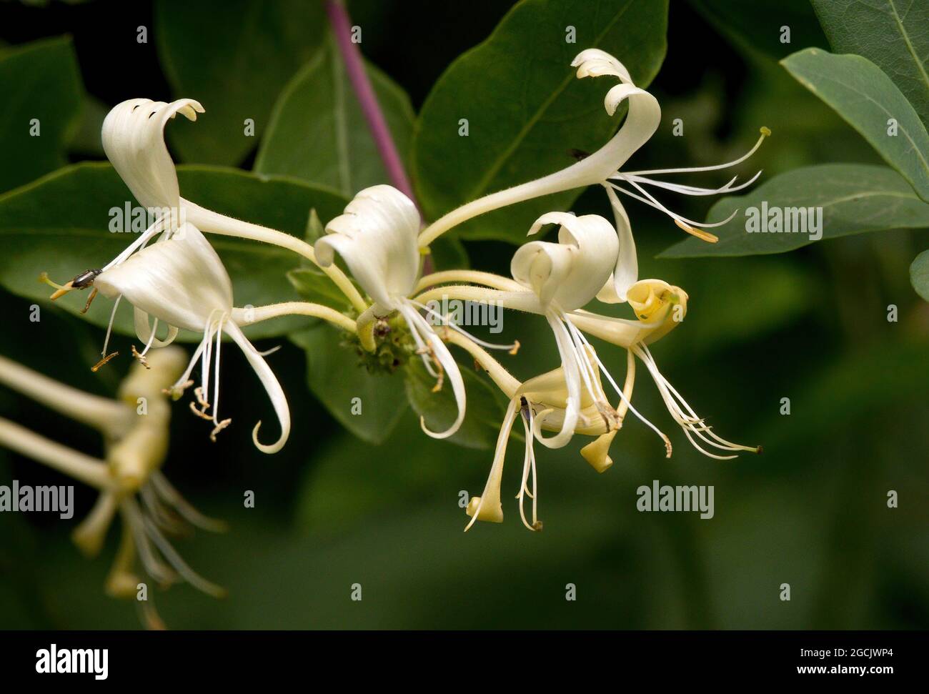 Honeysuckle, Lonicera caprifolium Stock Photo - Alamy