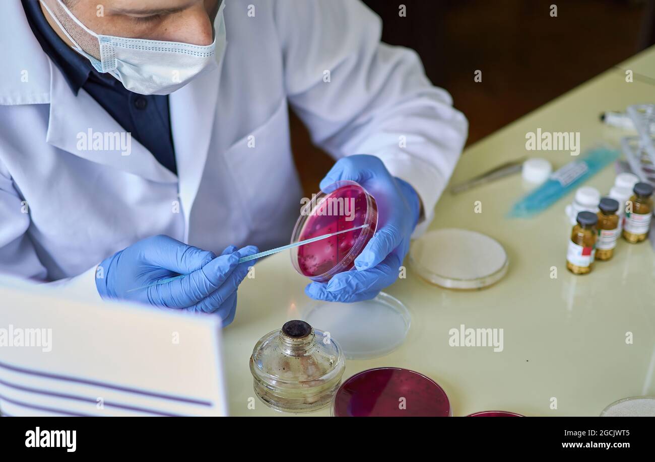 scientist pick-up single colony of bacteria from agar plate disposable ...