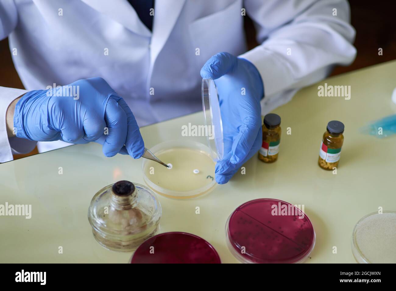 preparing an antibiogram petri dish with antibiotic disks in laboratory ...