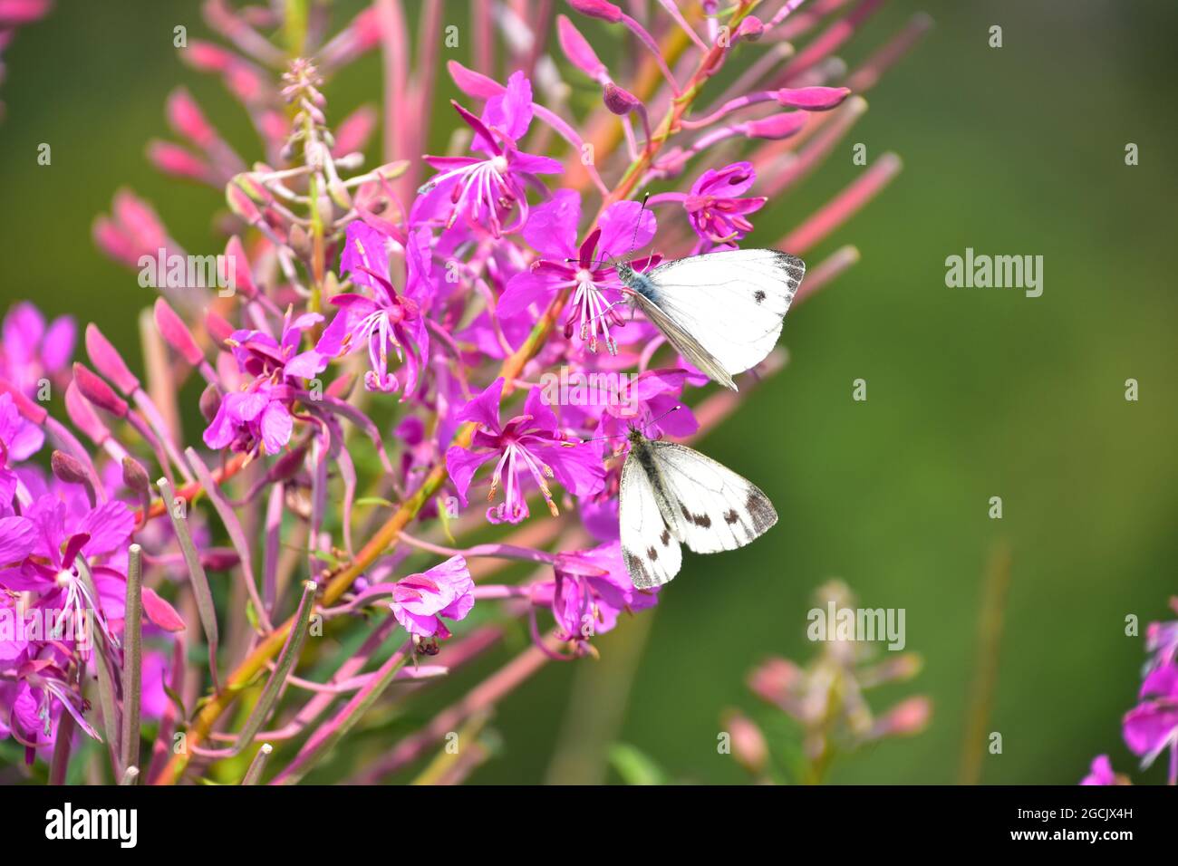 White Butterflies on Rosebay Willowherb, Pennines, Calderdale, West ...