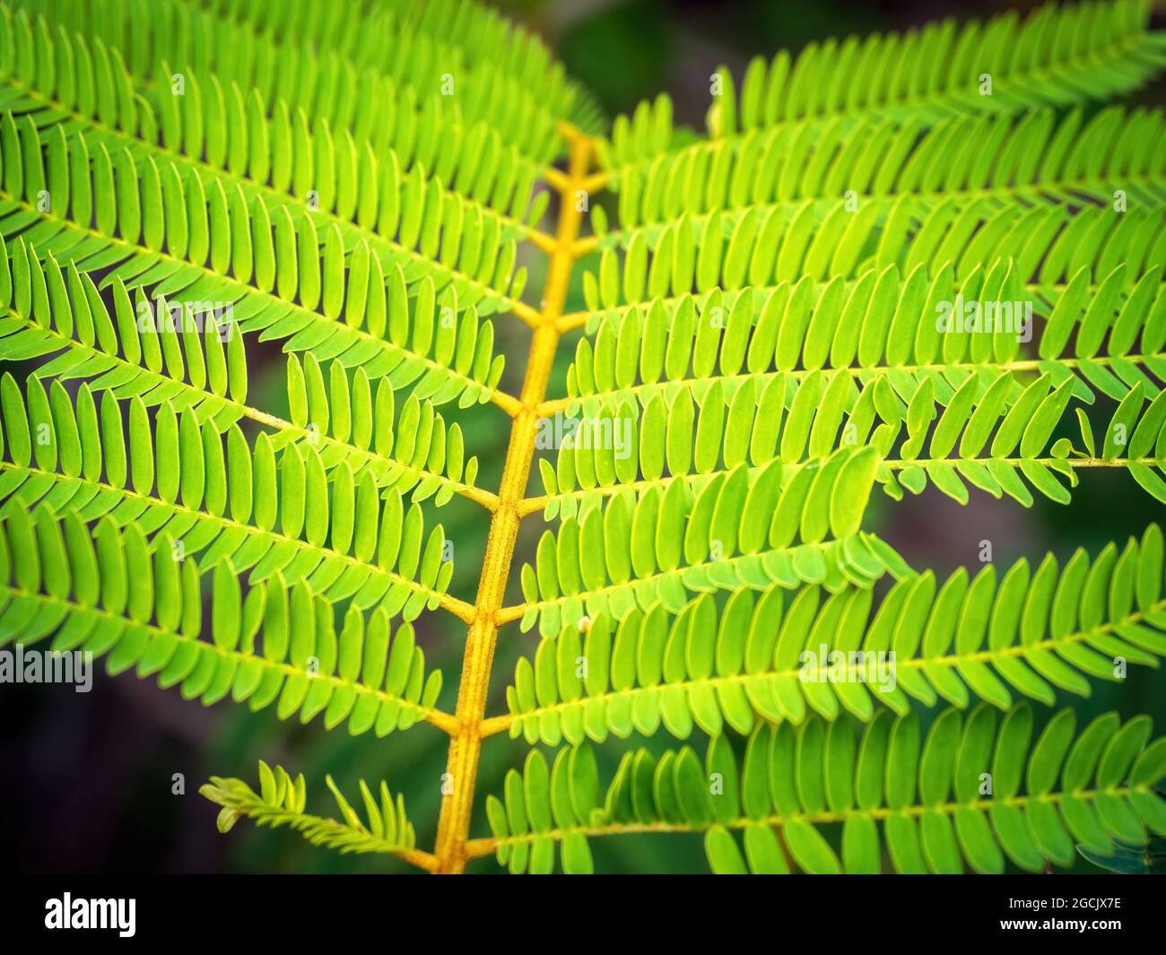 Plume Albizia (Cape Crested Wattle) tree leaves Stock Photo - Alamy