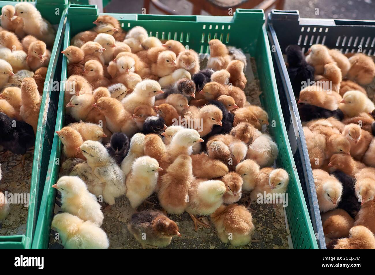 Chicks in crates hi-res stock photography and images - Alamy