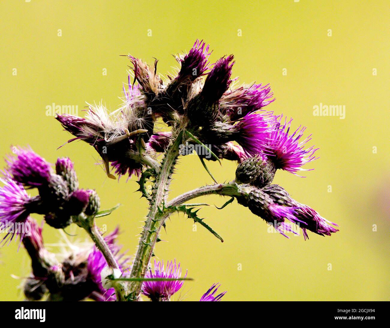 European swamp thistle, Cirsium palustre Stock Photo - Alamy