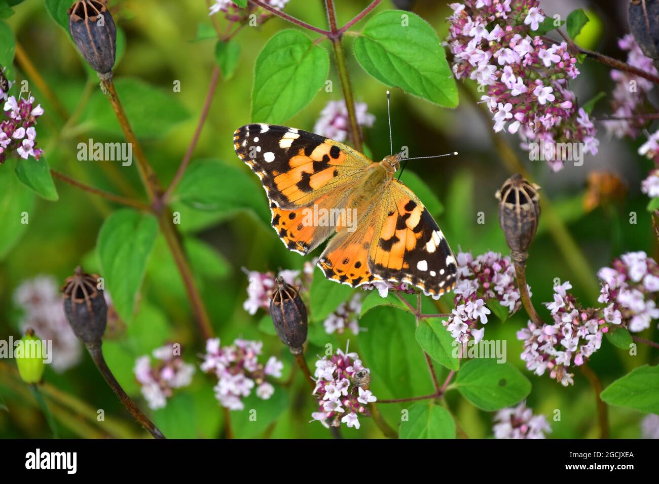 Painted Lady Butterfly Stock Photo - Alamy