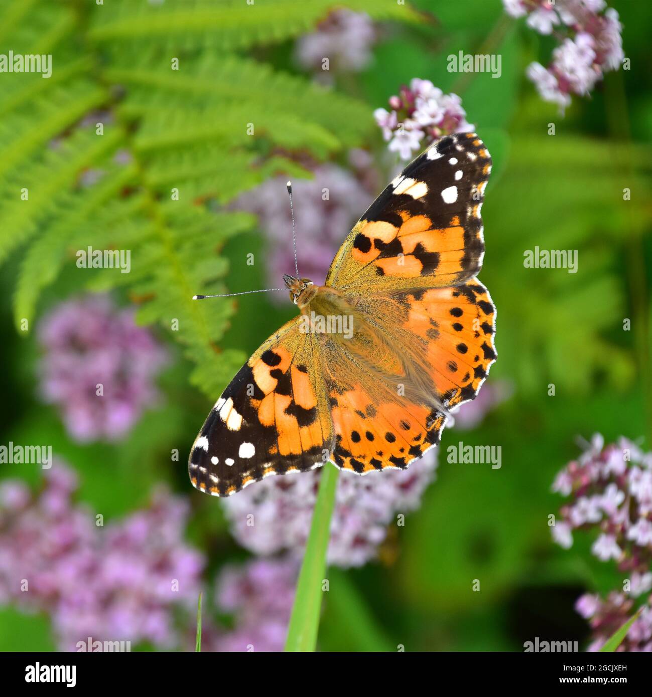 Painted Lady Butterfly Stock Photo - Alamy