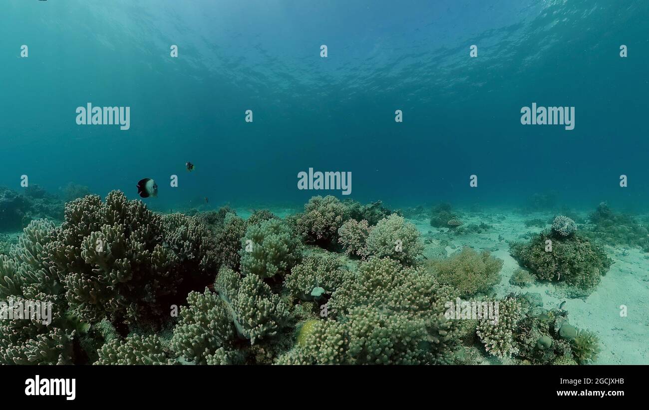 Reef Coral Tropical Garden. Tropical underwater sea fish. Colourful ...