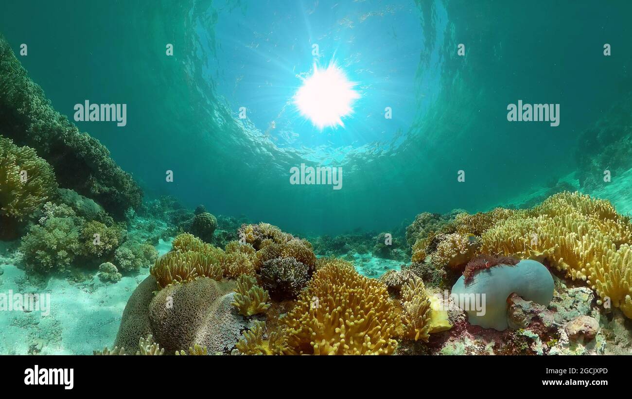 Underwater Tropical Reef View. Tropical fish reef marine. Soft-hard ...