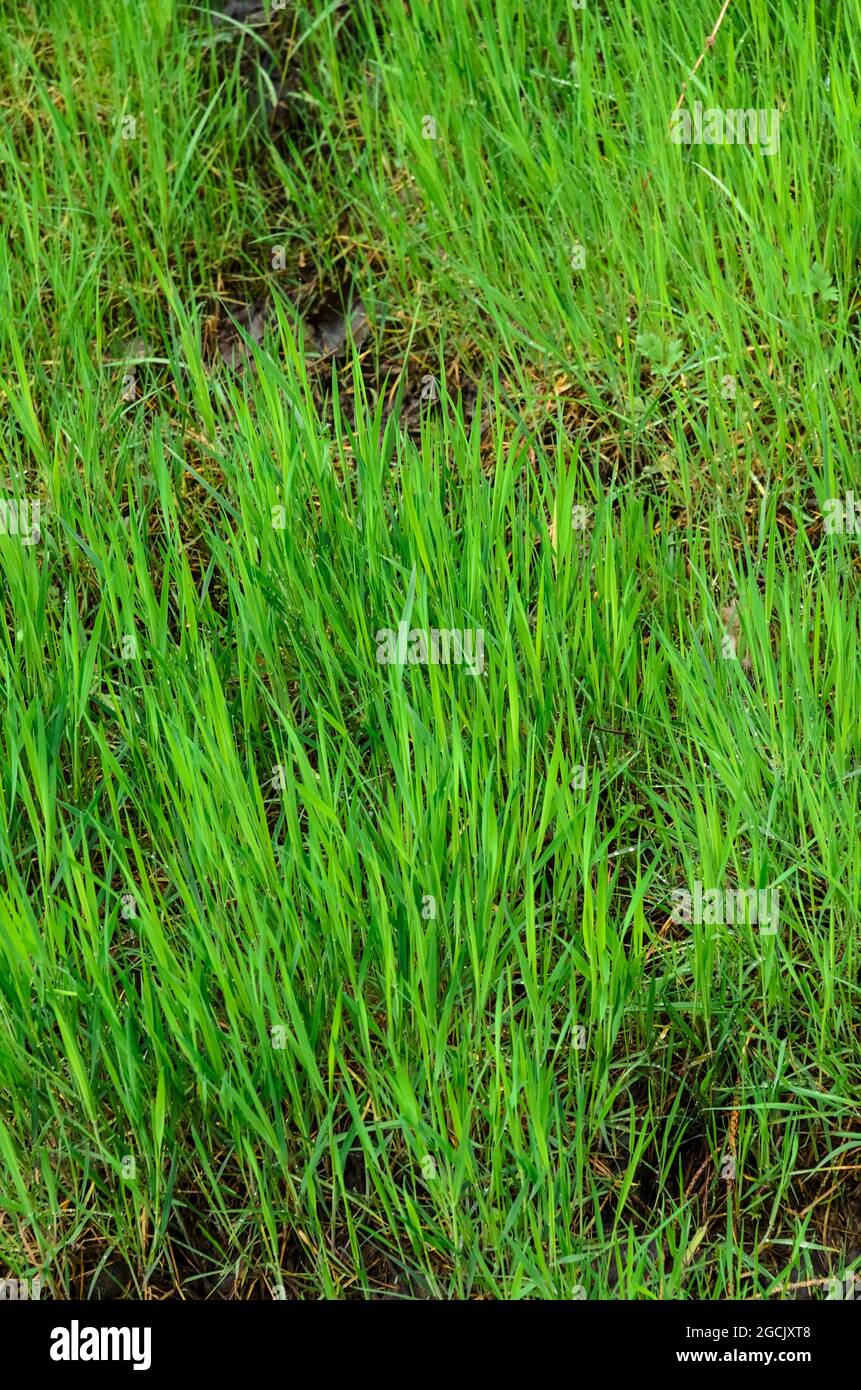 Lush green grass blades in a meadow Stock Photo - Alamy