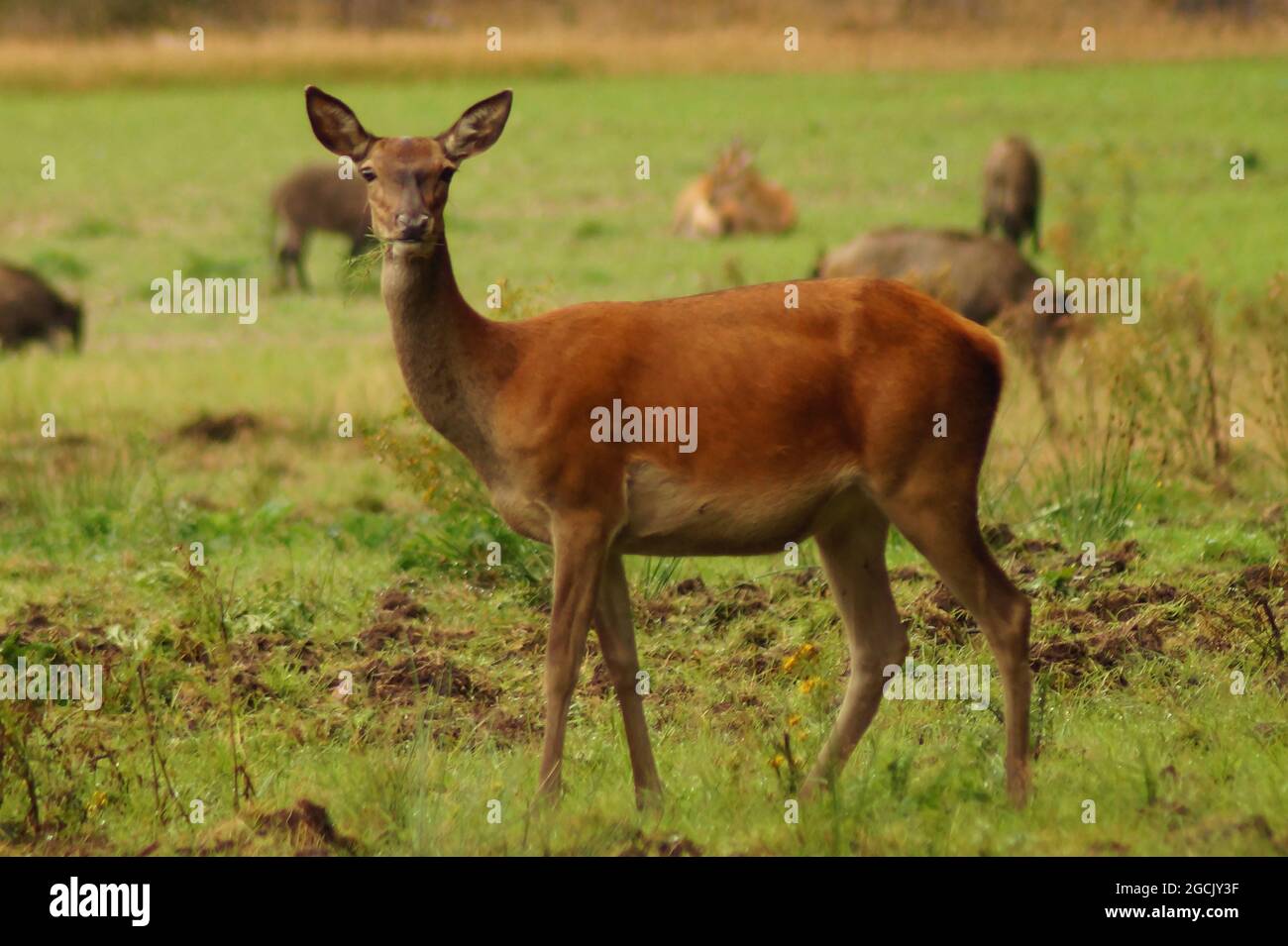Wild deer in forest Stock Photo - Alamy