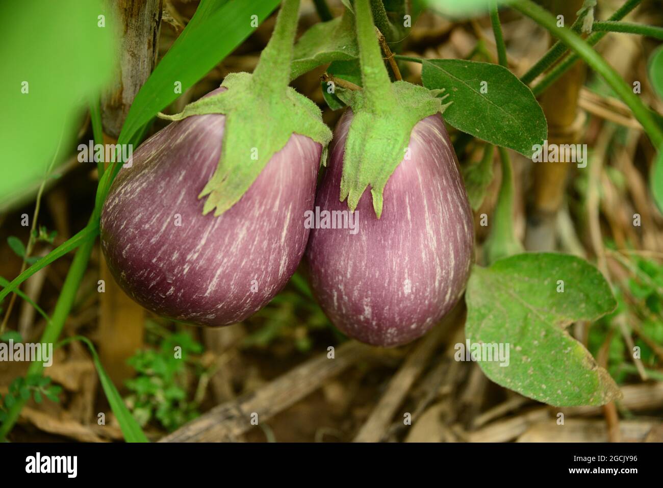 Angiosperm Fruit