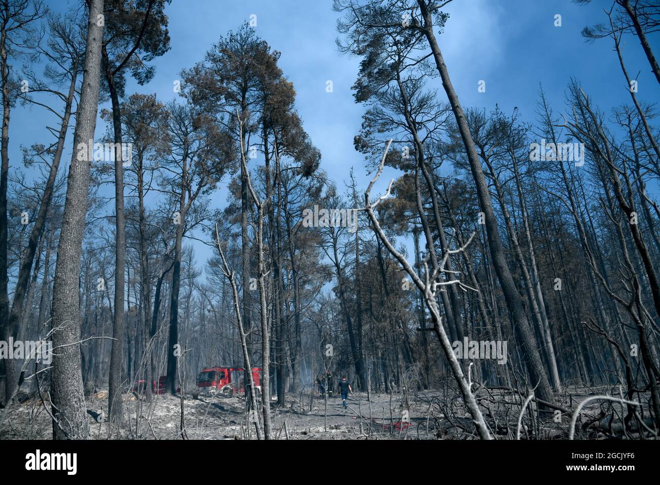 burnt trees after a fire in the coniferous forest Stock Photo - Alamy