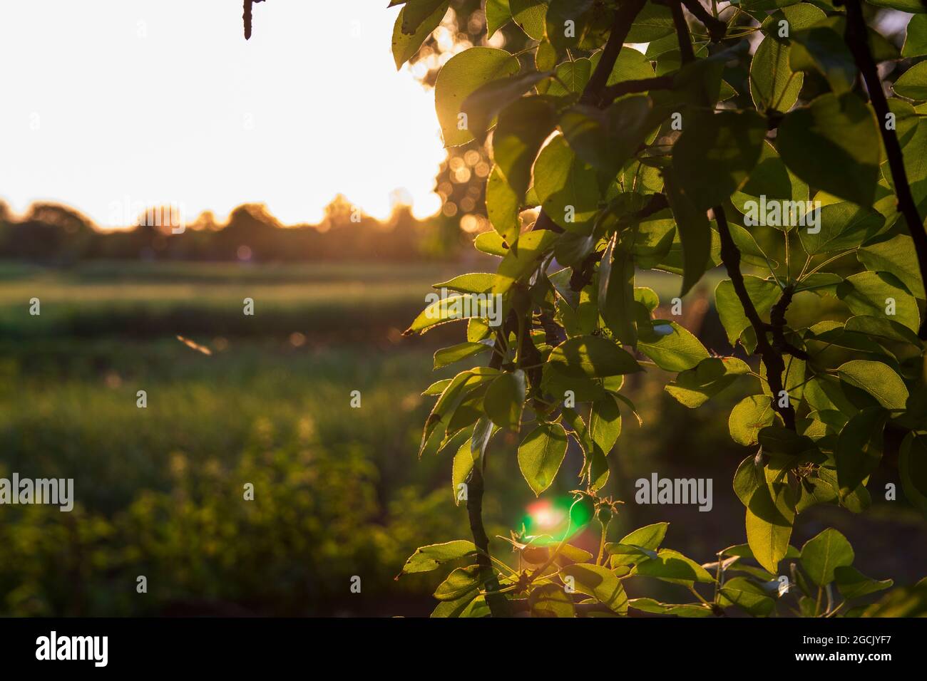 Pear tree branches with green leaves at sunset in an organic garden ...