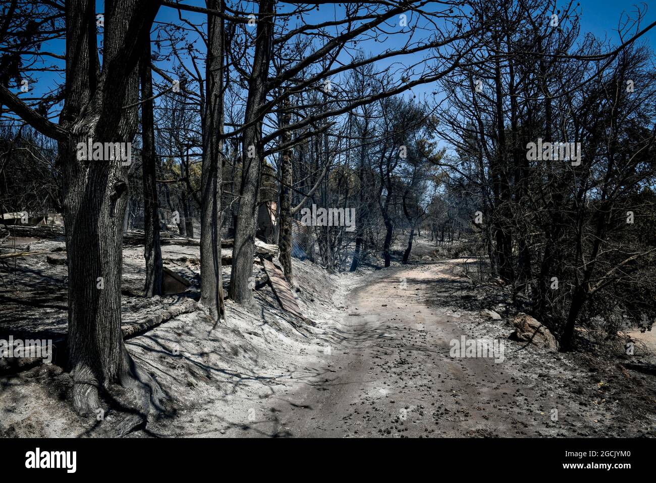 burnt trees after a fire in the coniferous forest Stock Photo - Alamy