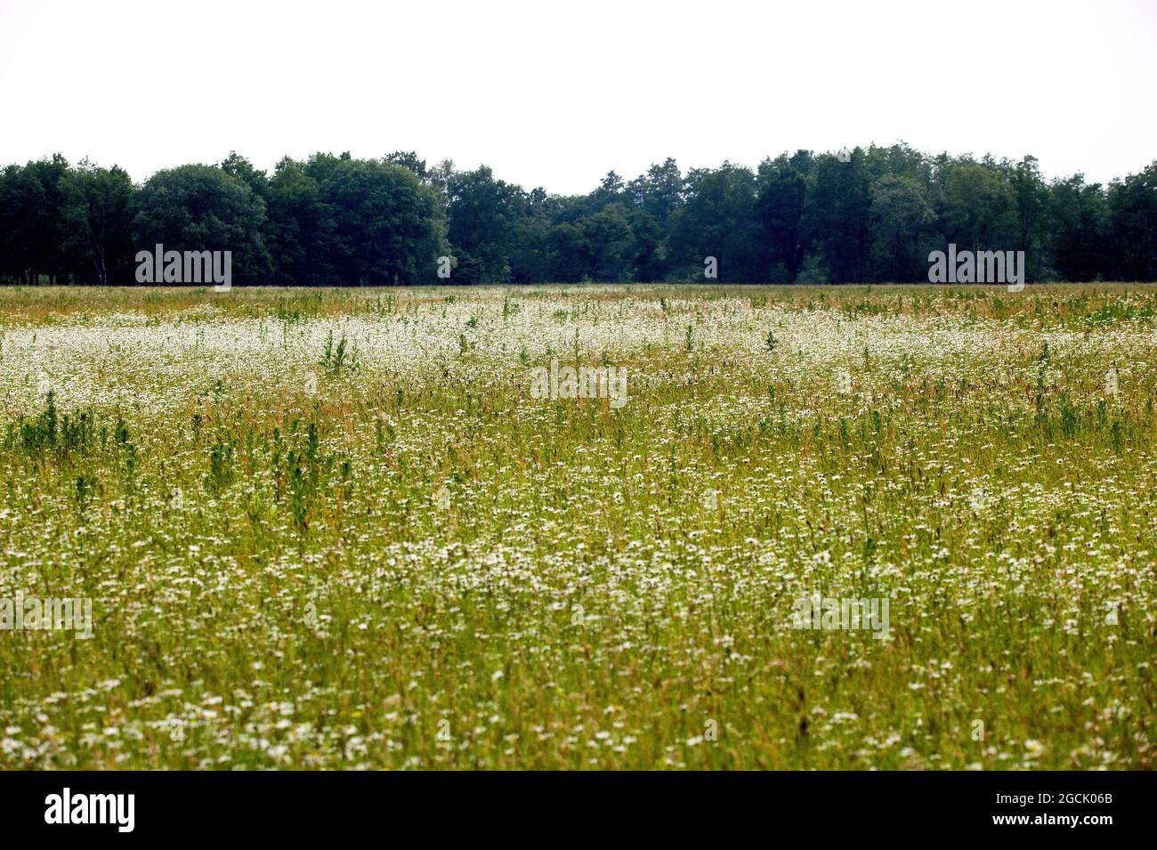 Drentse hi-res stock photography and images - Alamy