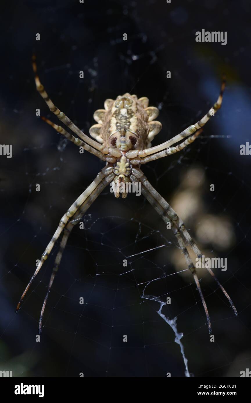 Araneidae. Argiope Lobata Spider On A Spiderweb In Natural Habitat ...