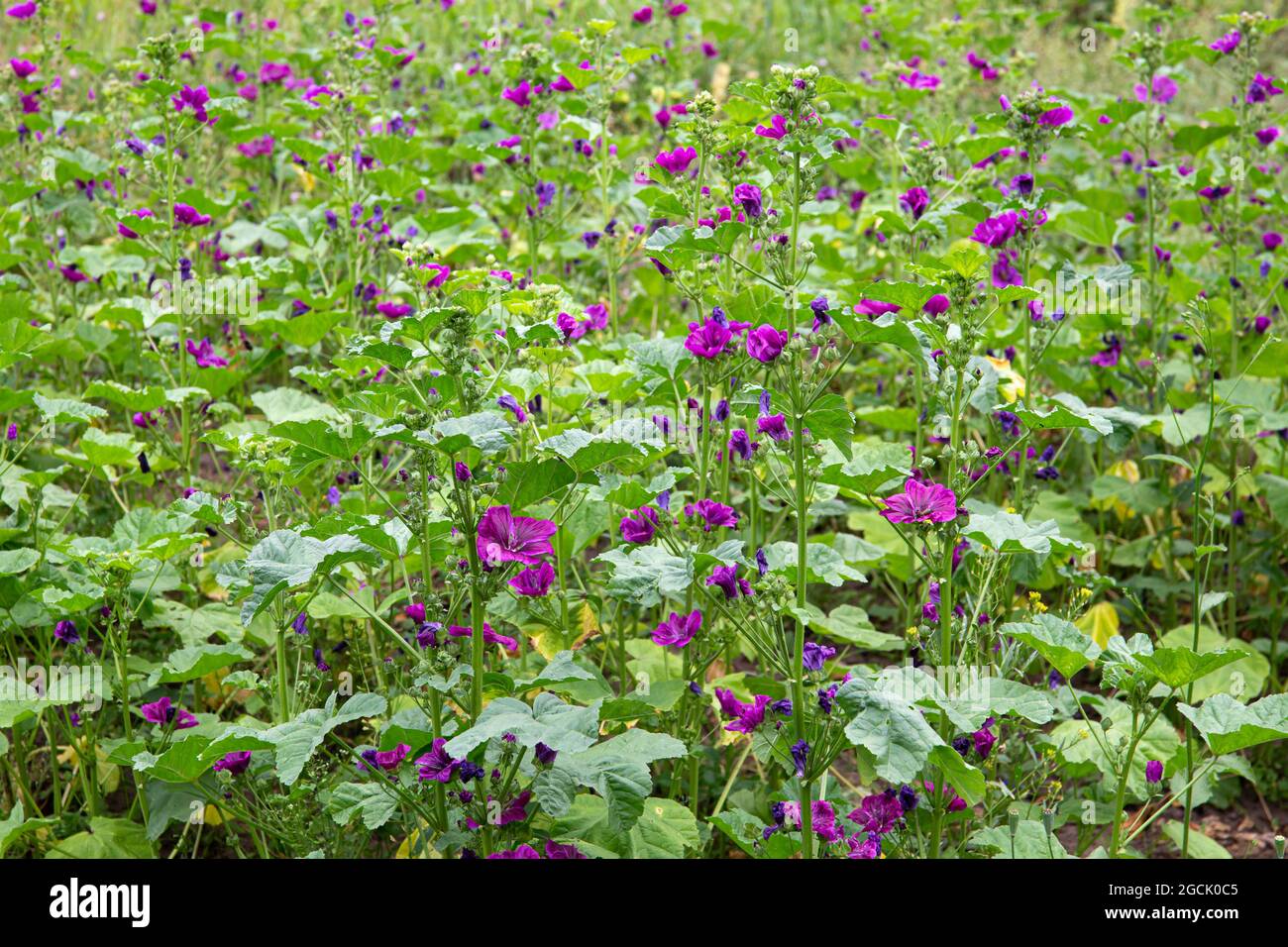 Malva sylvestris, common mallow agricultural field, purple flowers ...