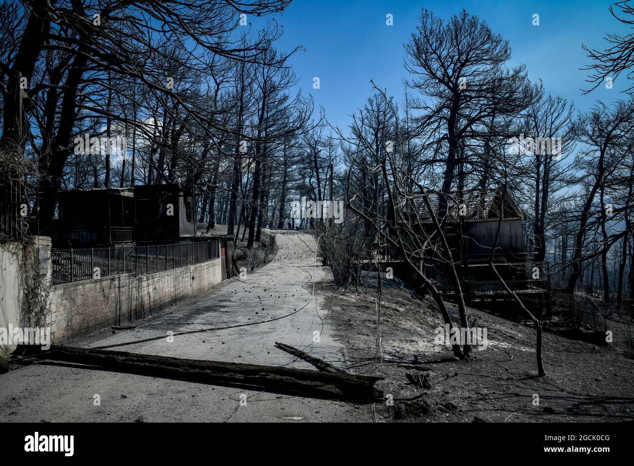 Burnt coniferous trees after forest hi-res stock photography and images ...