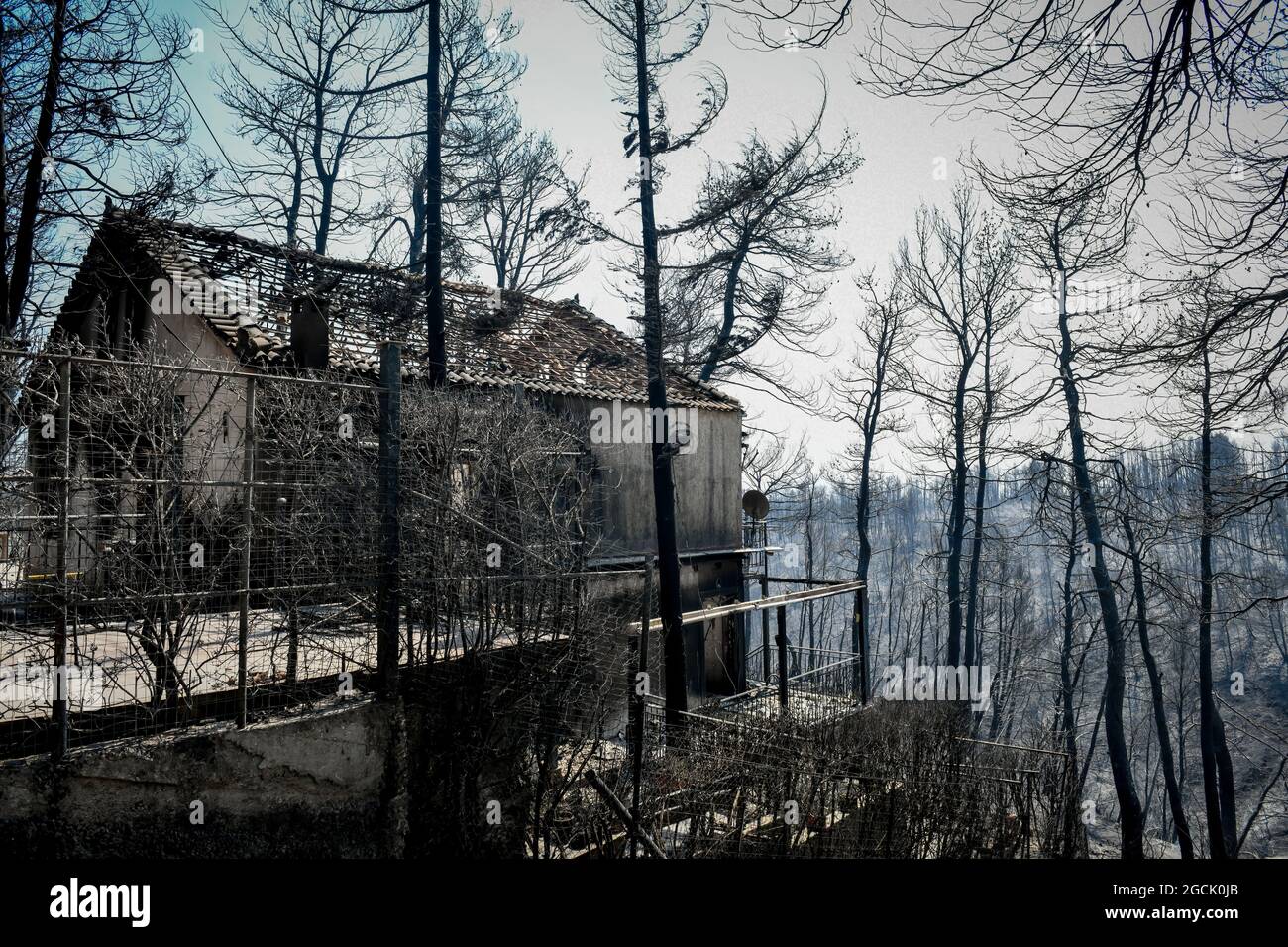 burnt trees after a fire in the coniferous forest Stock Photo - Alamy