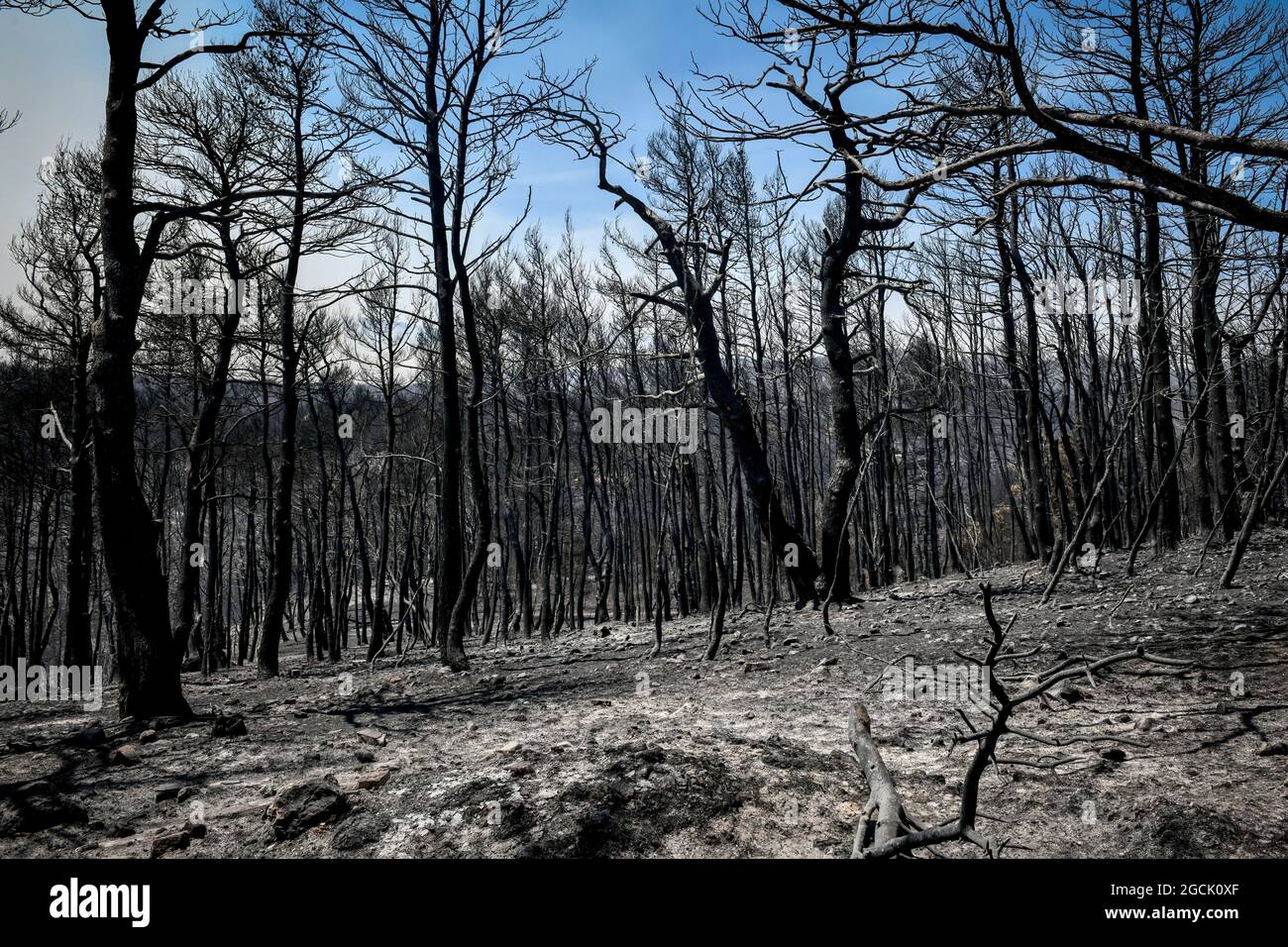 burnt trees after a fire in the coniferous forest Stock Photo - Alamy