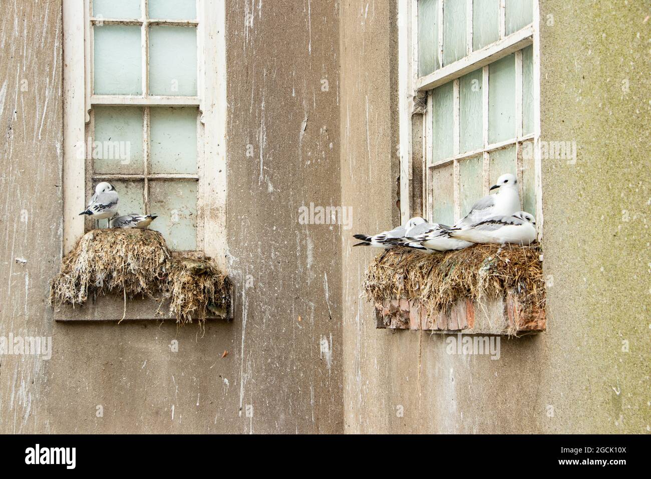 seagulls with guano nesting in window sills of the Grand hotel in ...