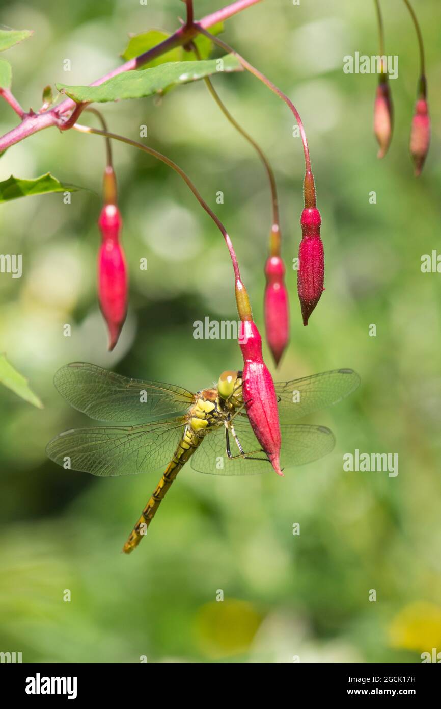 Common Darter, Sympetrum striolatum, female dragonfly, on fuchsia ...