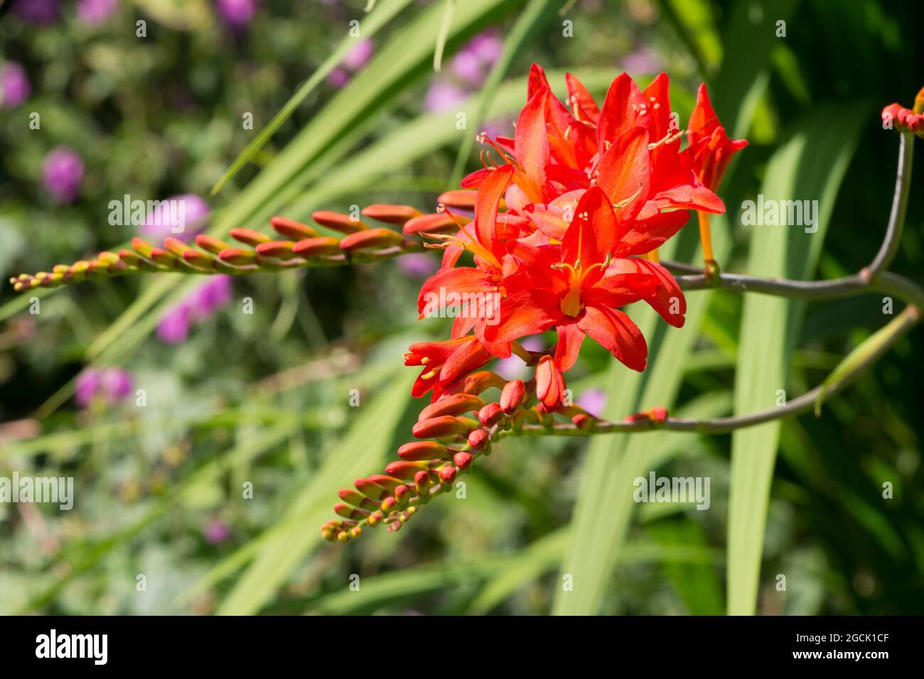 Lucifer flower spike hi-res stock photography and images - Alamy