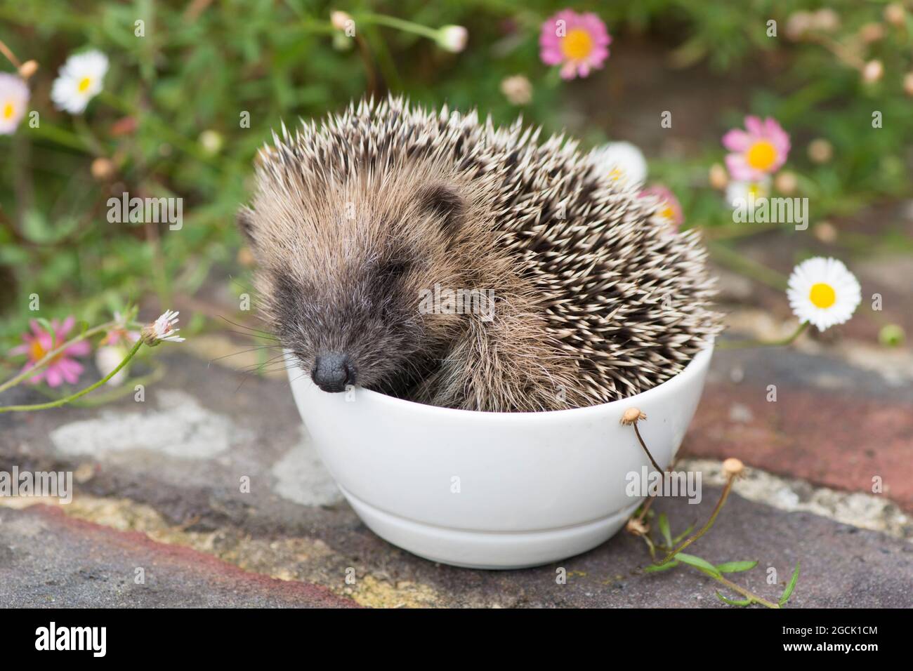 Sleeping hedgehog uk hi-res stock photography and images - Alamy