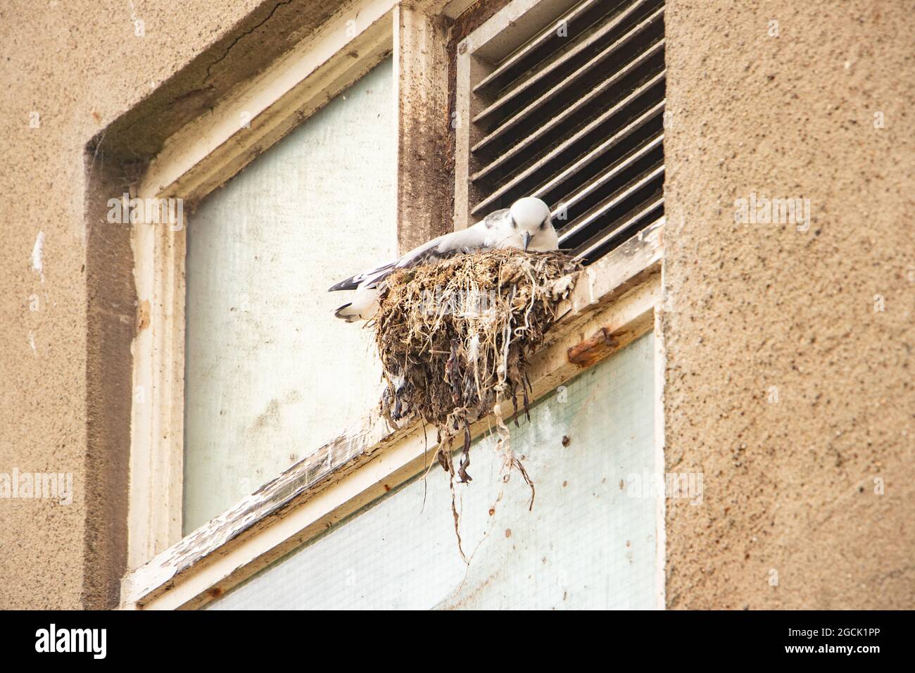 seagulls with guano nesting in window sills of the Grand hotel in ...