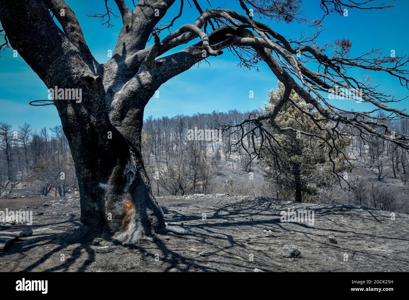 burnt trees after a fire in the coniferous forest Stock Photo - Alamy
